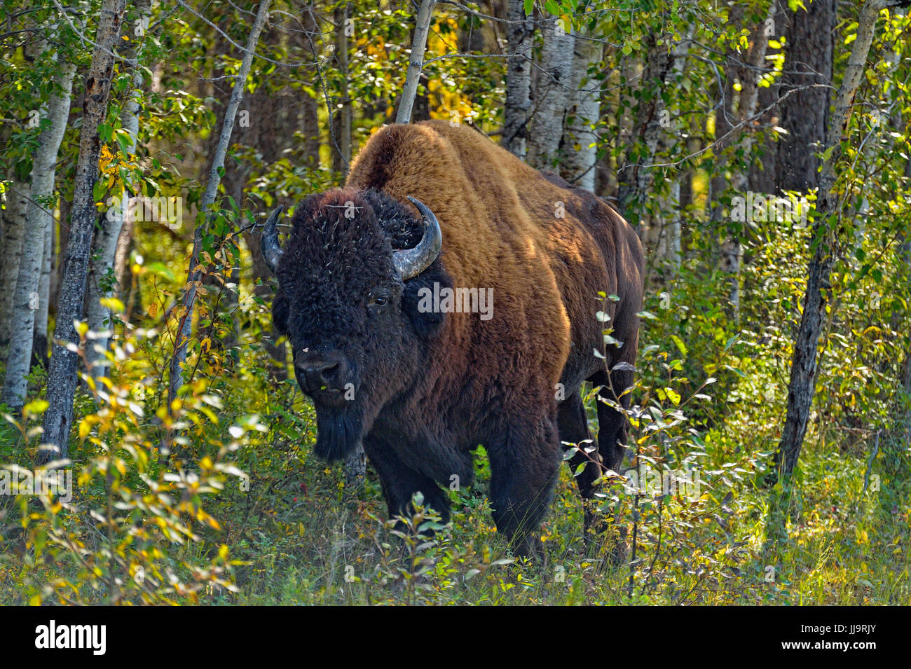 Wood Buffalo/Bison (Bison bison athabascae) Roadside bull , Wood ...