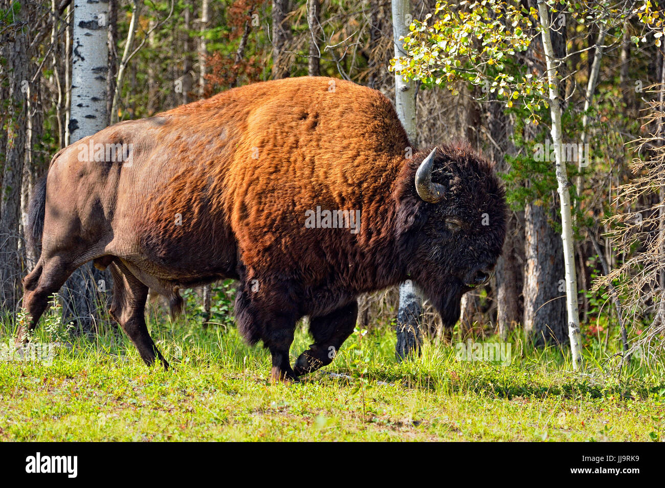 Wood Buffalo/Bison (Bison bison athabascae) Roadside bull , Wood ...