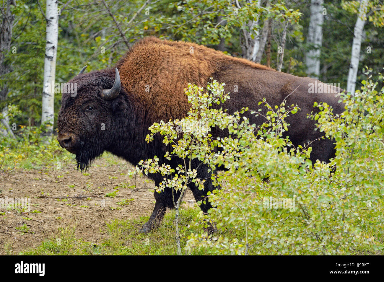 Wood Buffalo/Bison (Bison bison athabascae) Roadside bull , Wood ...