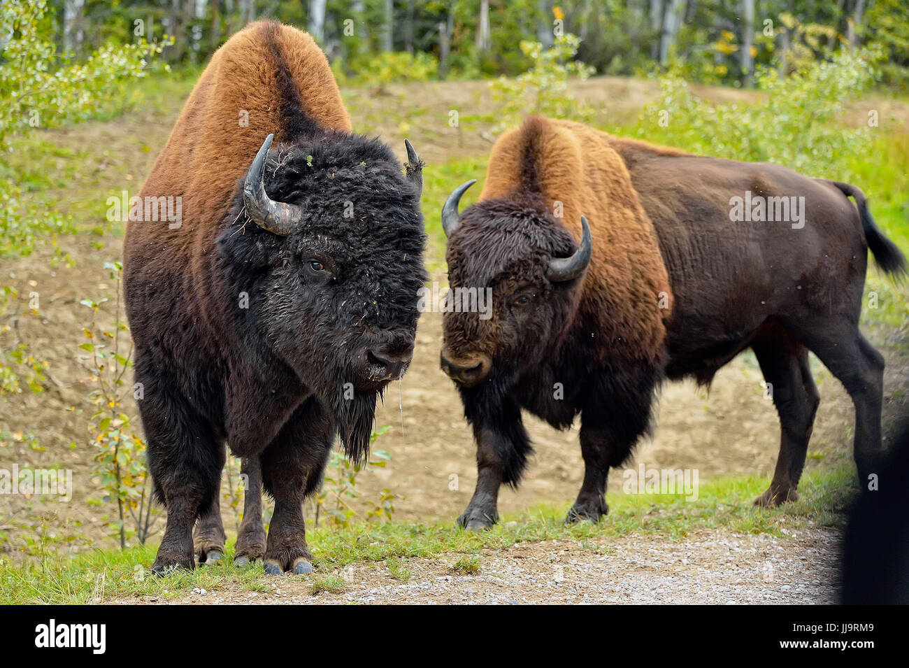 Wood Buffalo/Bison (Bison bison athabascae) Roadside bull , Wood ...