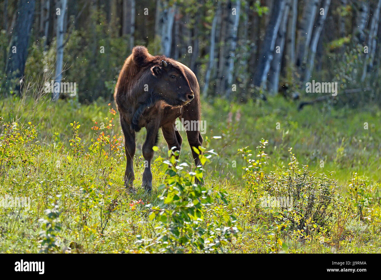 Wood bison (Bison bison athabascae) First year calf, Wood Buffalo ...