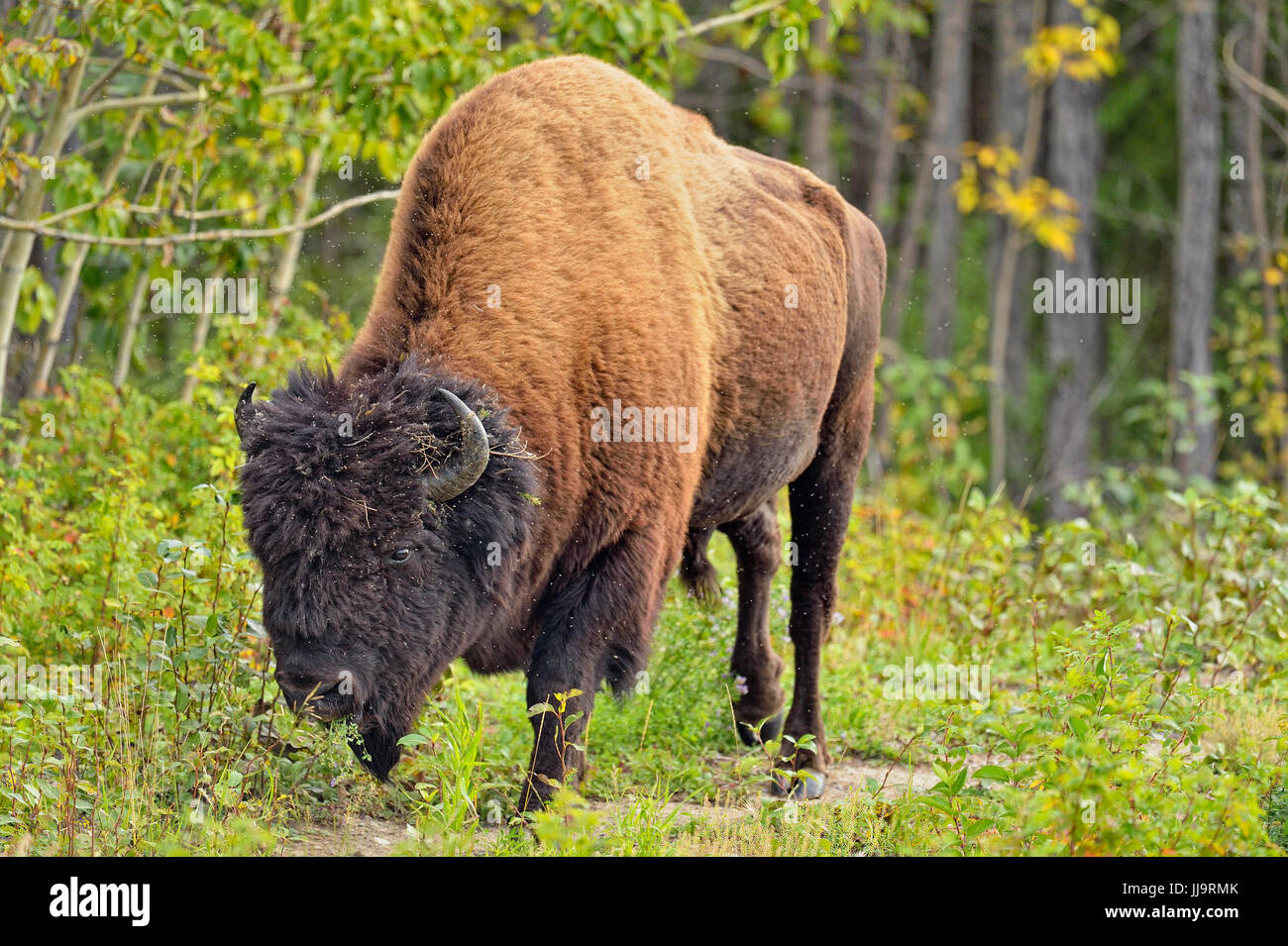 Native american territories hi-res stock photography and images - Alamy