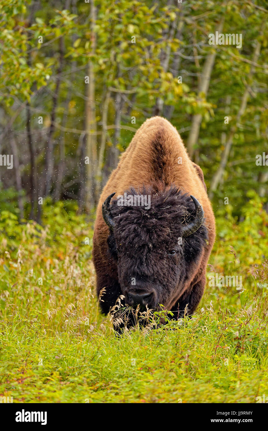 Native american territories hi-res stock photography and images - Alamy