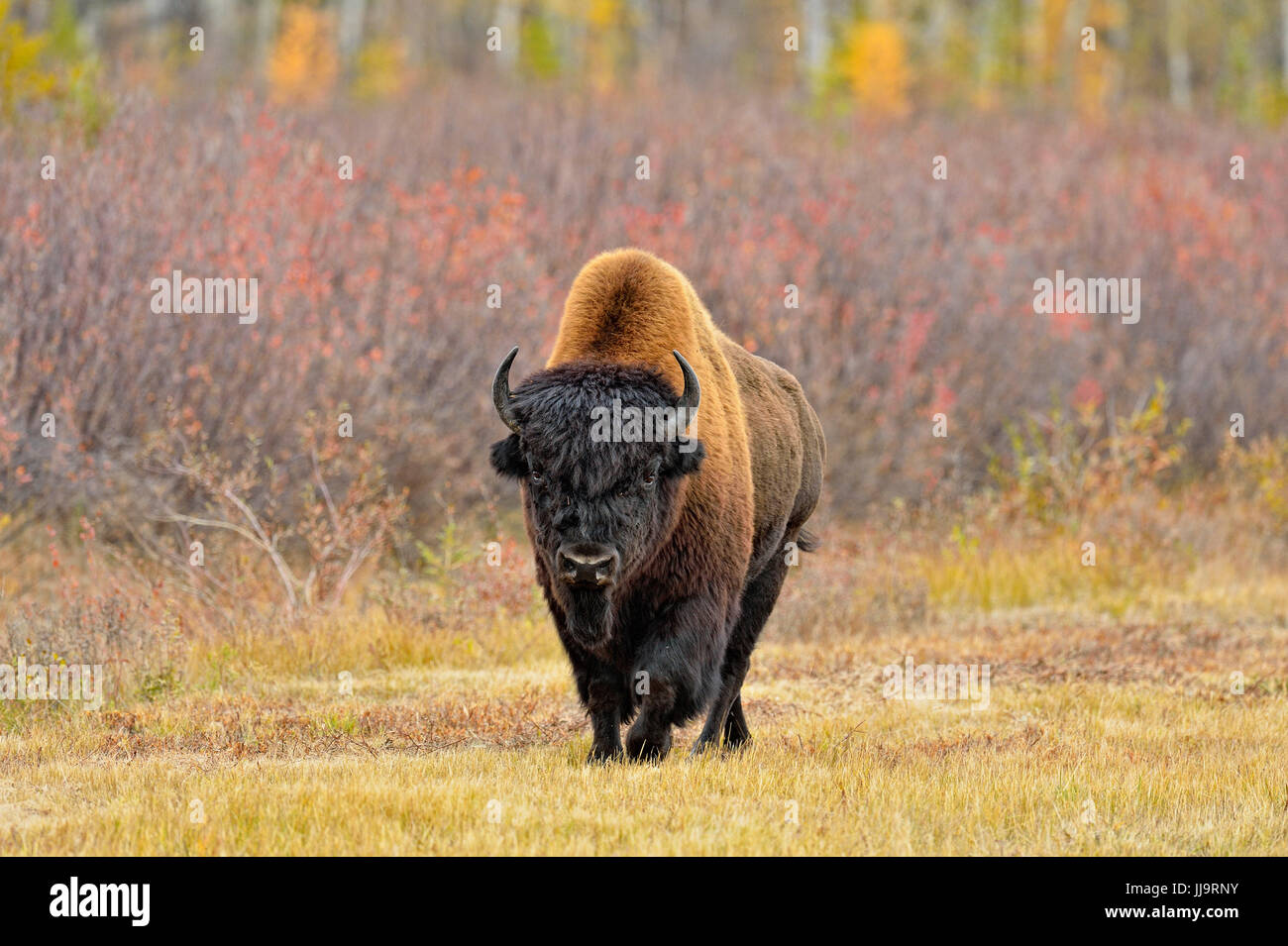 Native american territories hi-res stock photography and images - Alamy
