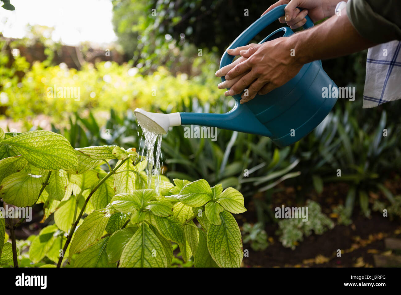 Mid-section of couple watering plants with watering can in garden on a ...
