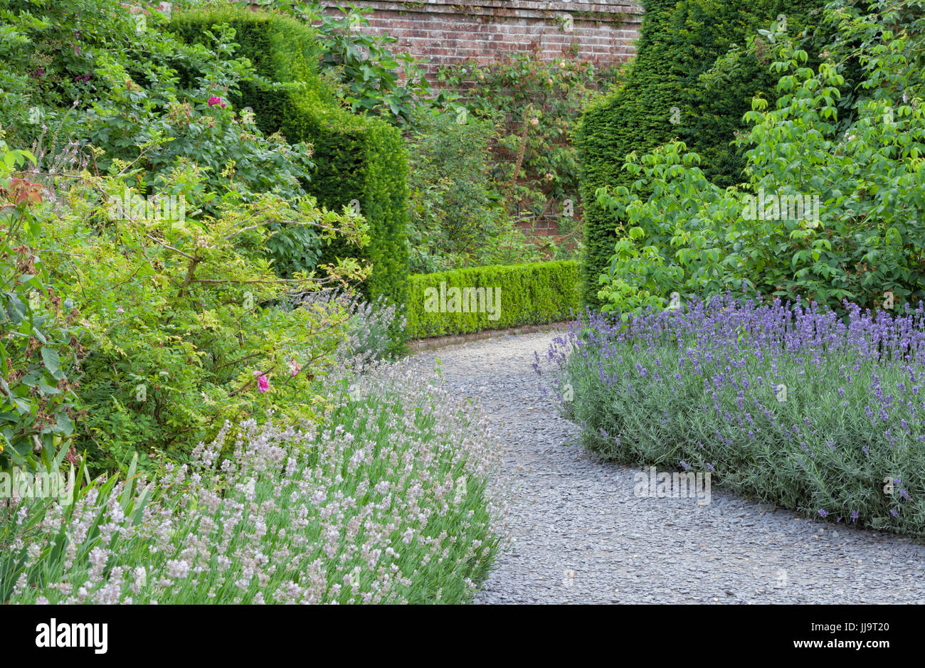Curved stone walk way between purple and white lavender flowers leading ...