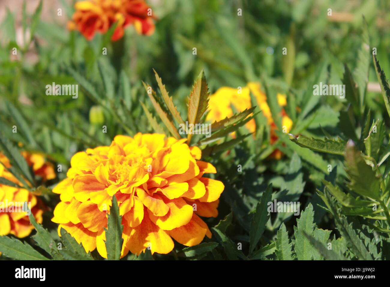 Marigold Field High Resolution Stock Photography and Images - Alamy