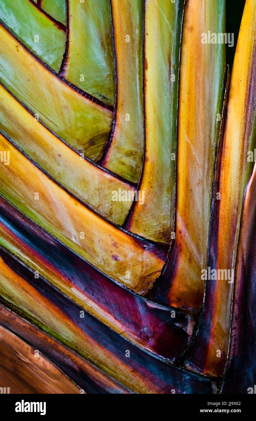 Plant leaf pattern hi-res stock photography and images - Alamy