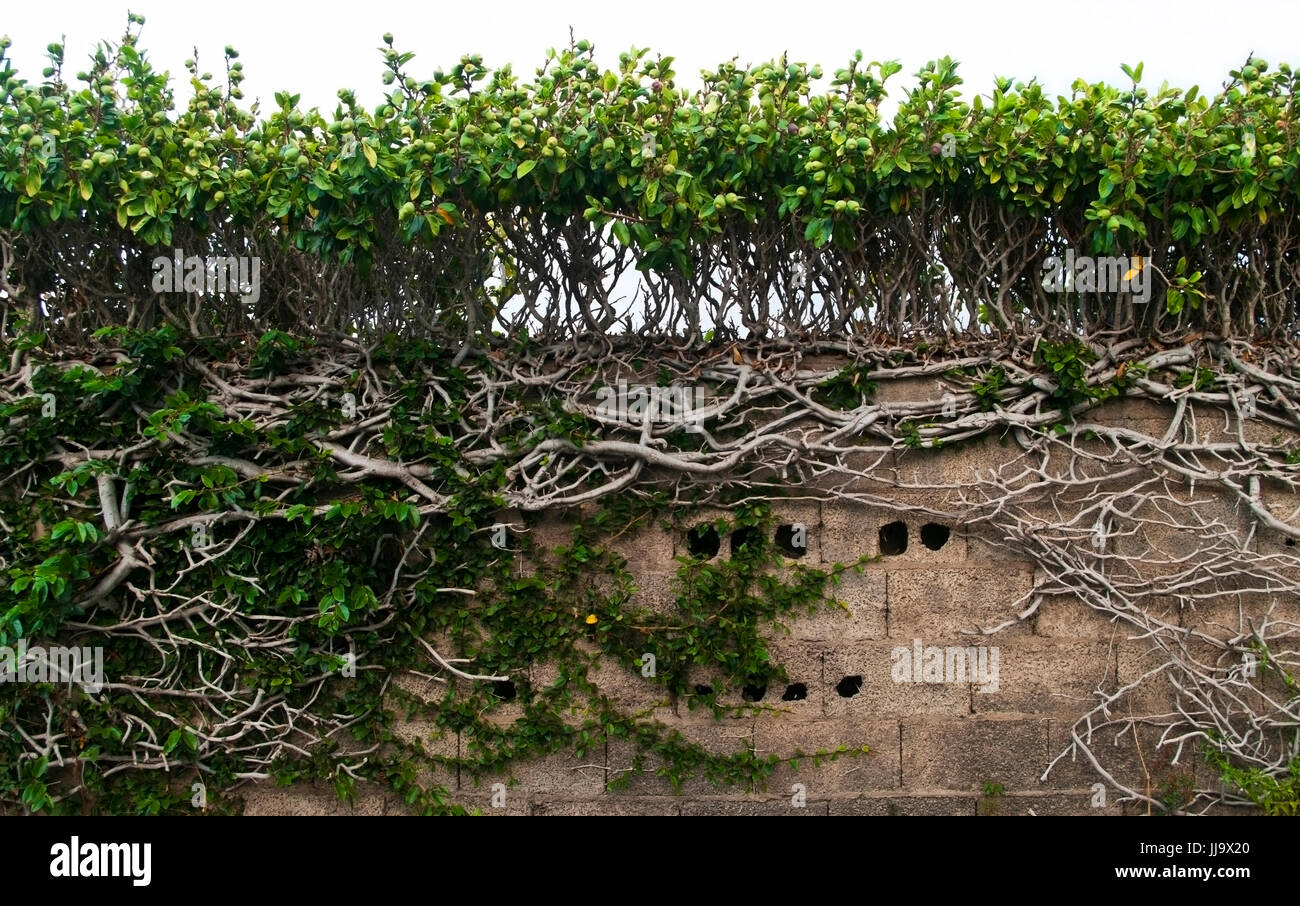 Ornamental plants roots hi-res stock photography and images - Alamy