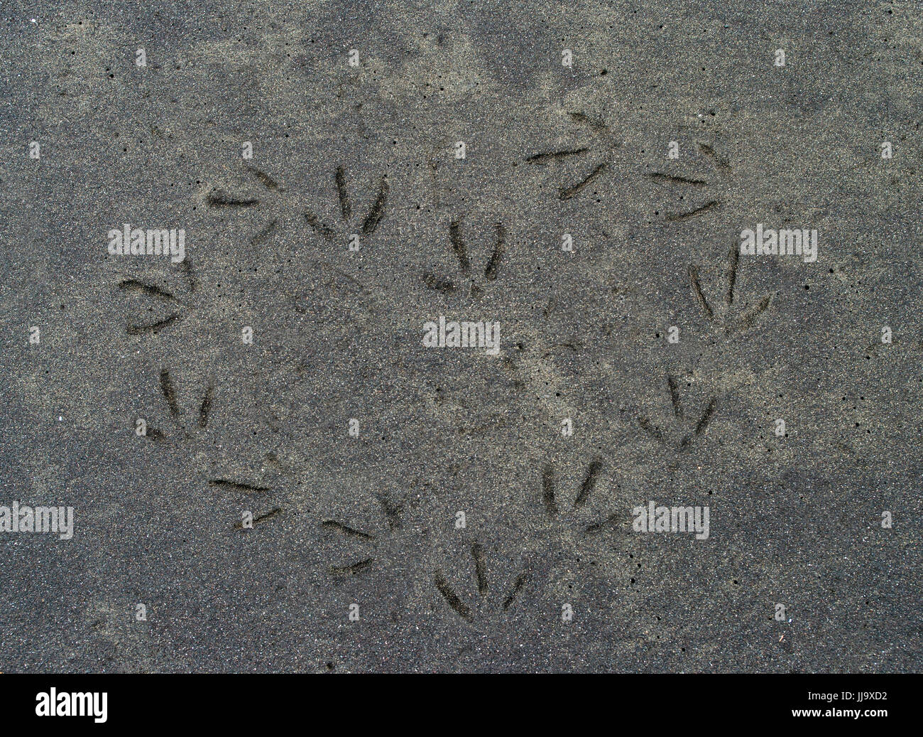 Black Shape Footprints High Resolution Stock Photography and Images - Alamy