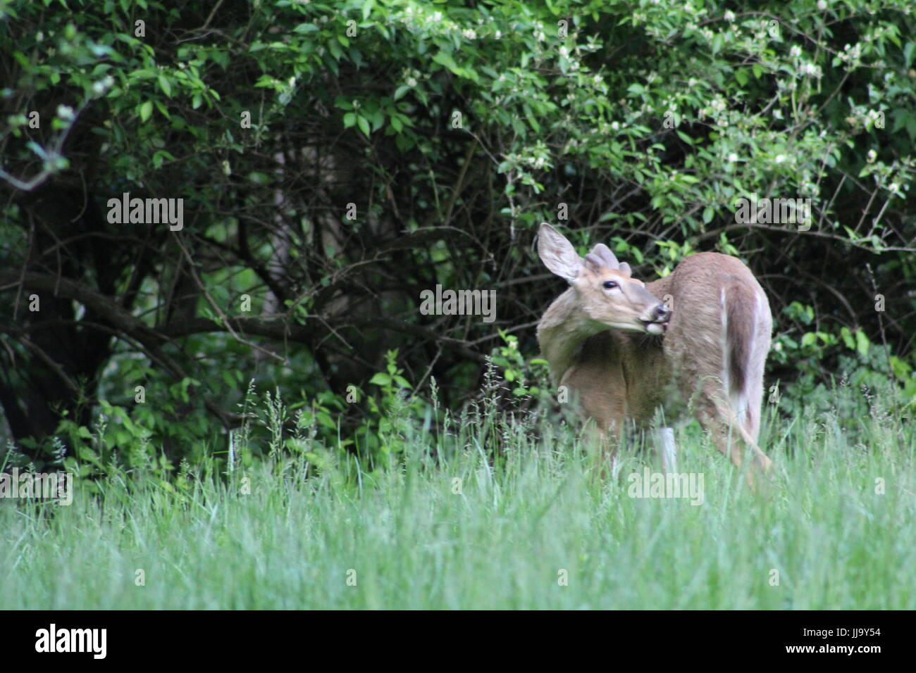 North American White Tail Deer in Northern Ohio Stock Photo - Alamy