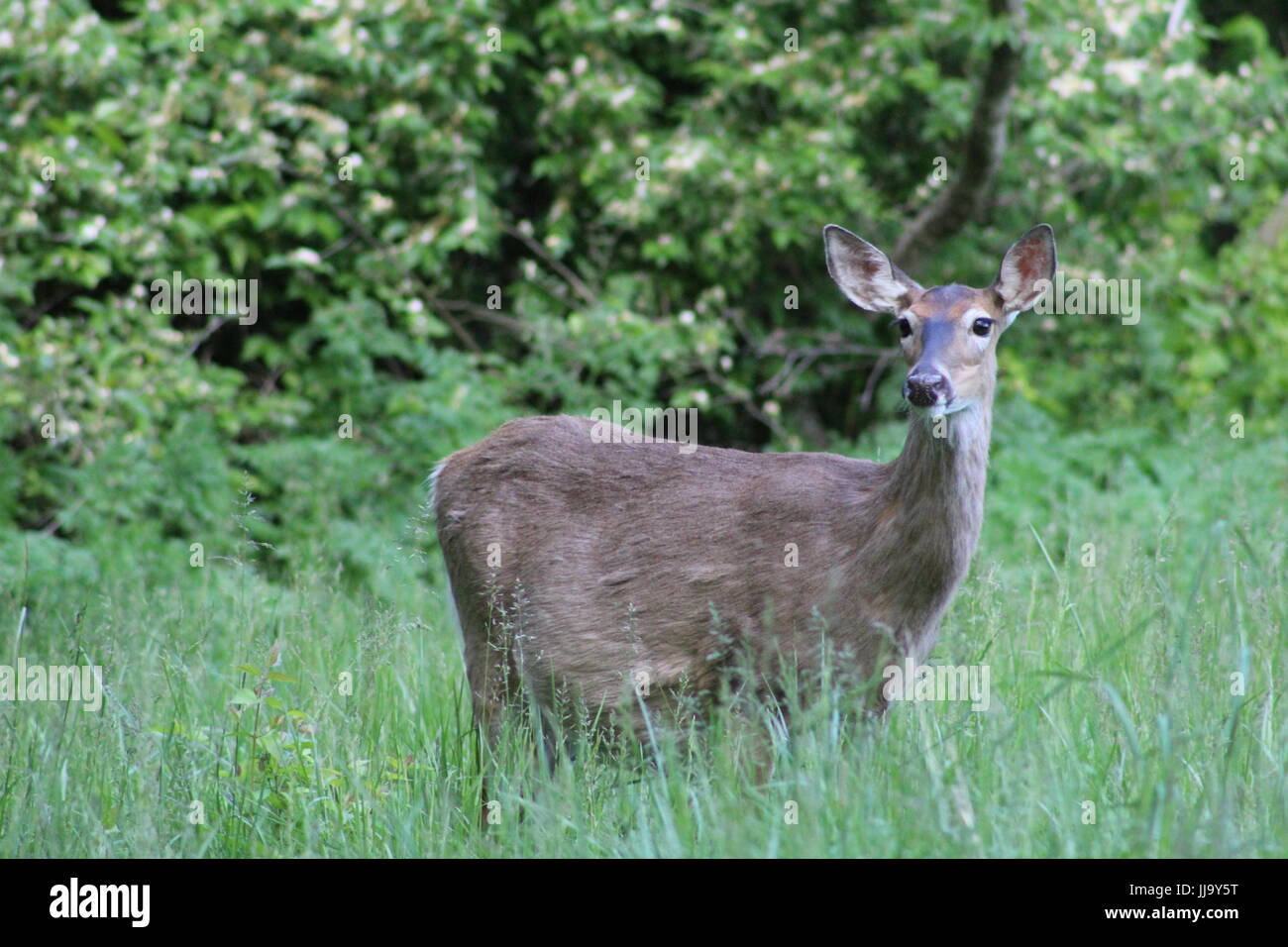 North American White Tail Deer in Northern Ohio Stock Photo - Alamy