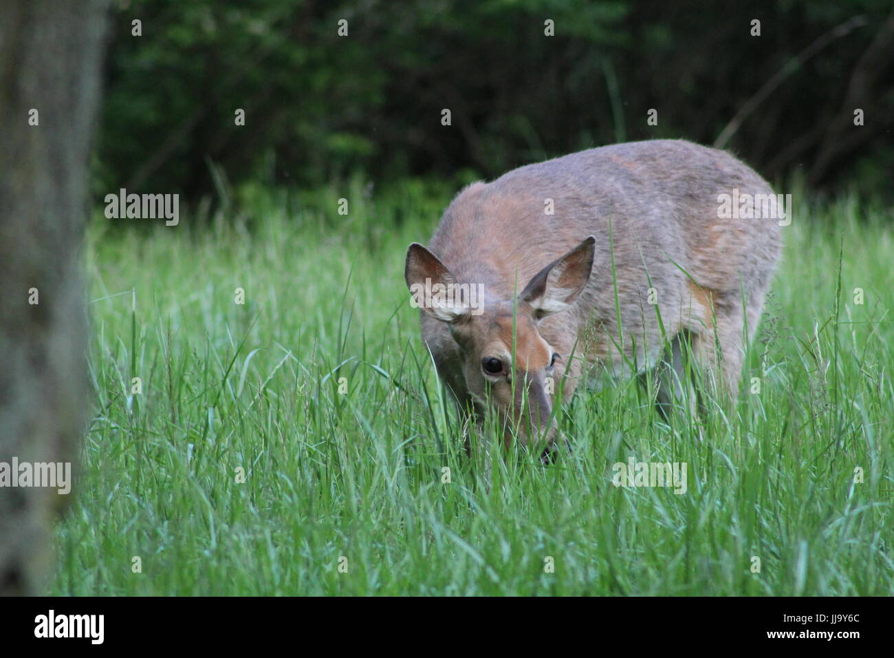 North American White Tail Deer in Northern Ohio Stock Photo - Alamy