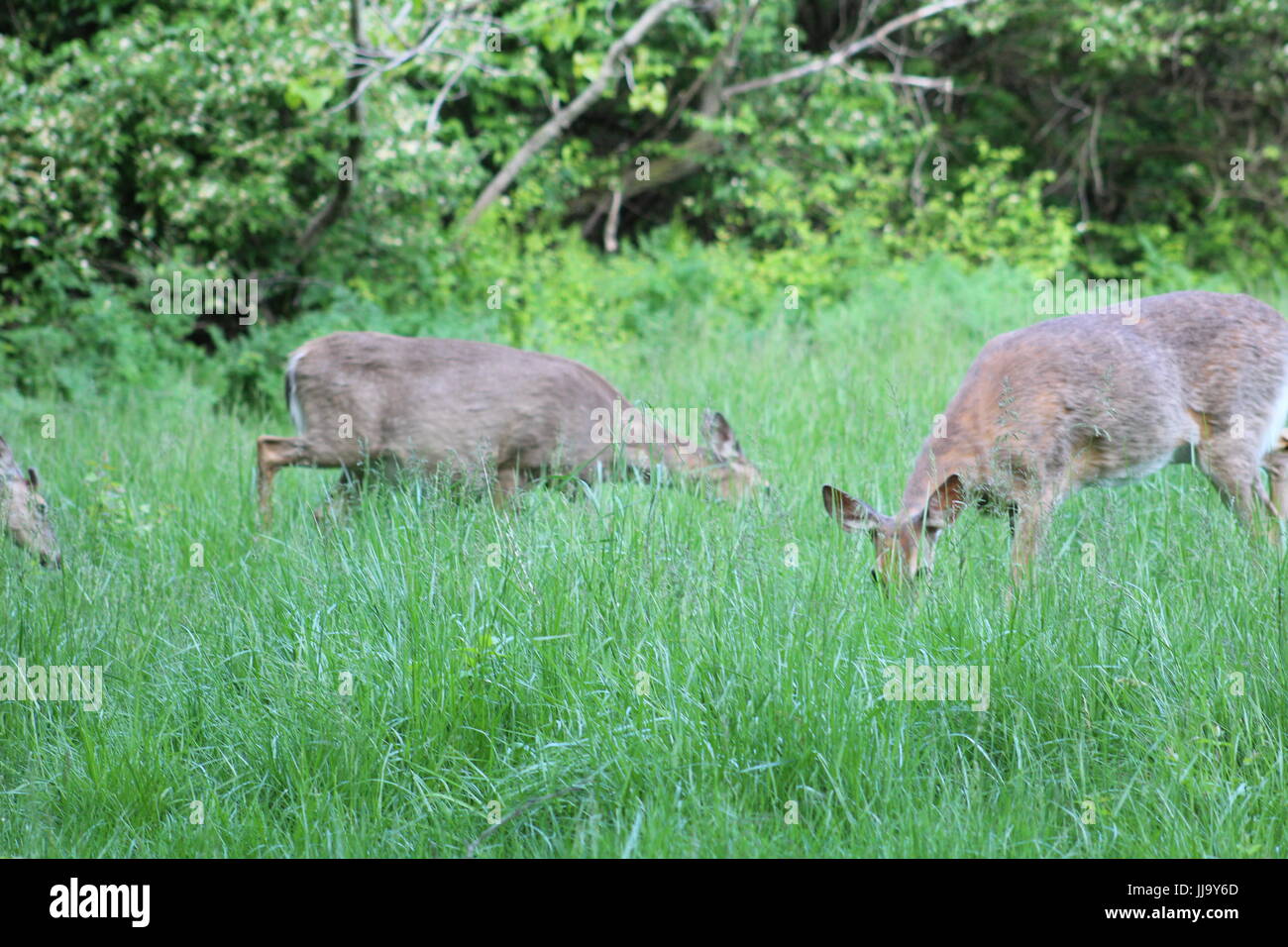 North American White Tail Deer in Northern Ohio Stock Photo - Alamy