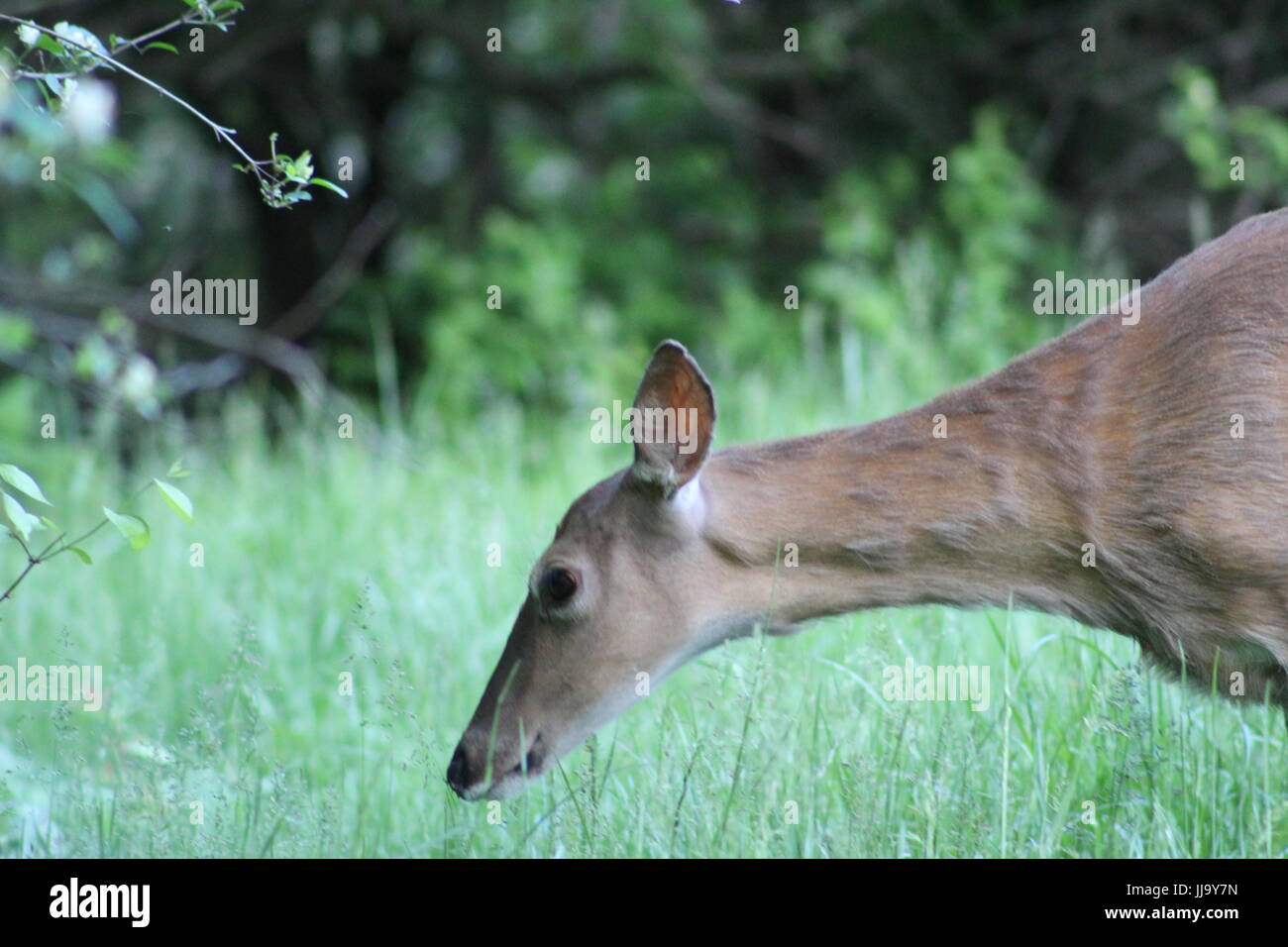 North American White Tail Deer in Northern Ohio Stock Photo - Alamy