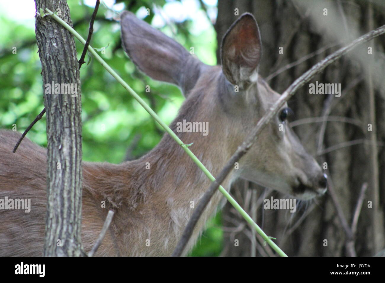 North American White Tail Deer in Northern Ohio Stock Photo - Alamy