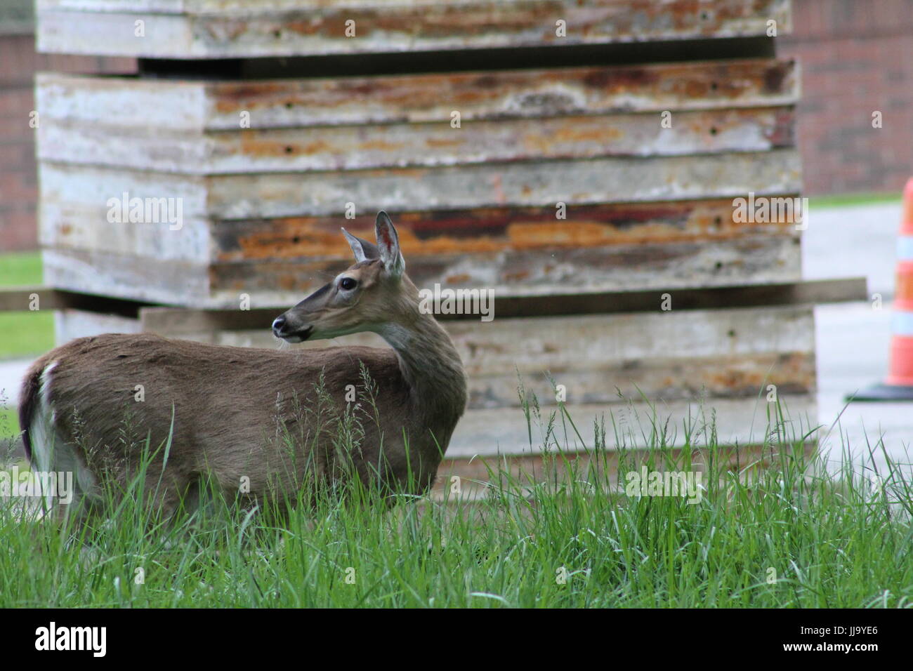 North American White Tail Deer in Northern Ohio Stock Photo - Alamy