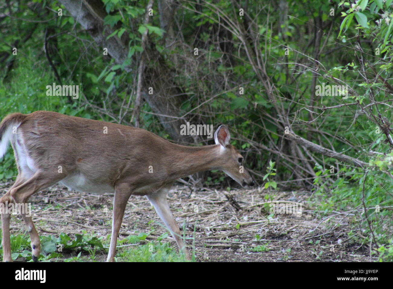 North American White Tail Deer in Northern Ohio Stock Photo - Alamy