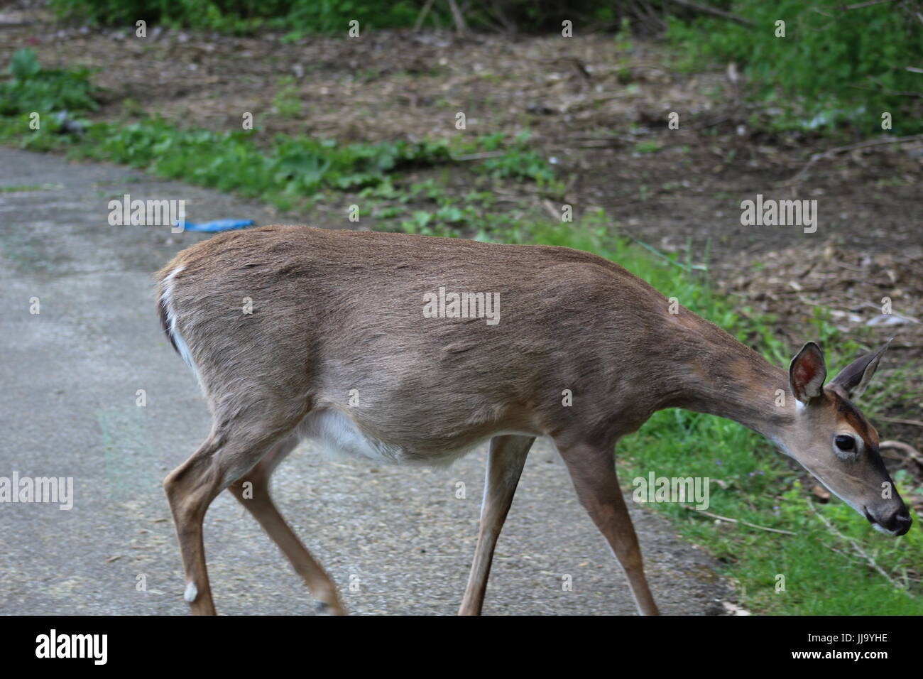 North American White Tail Deer in Northern Ohio Stock Photo - Alamy