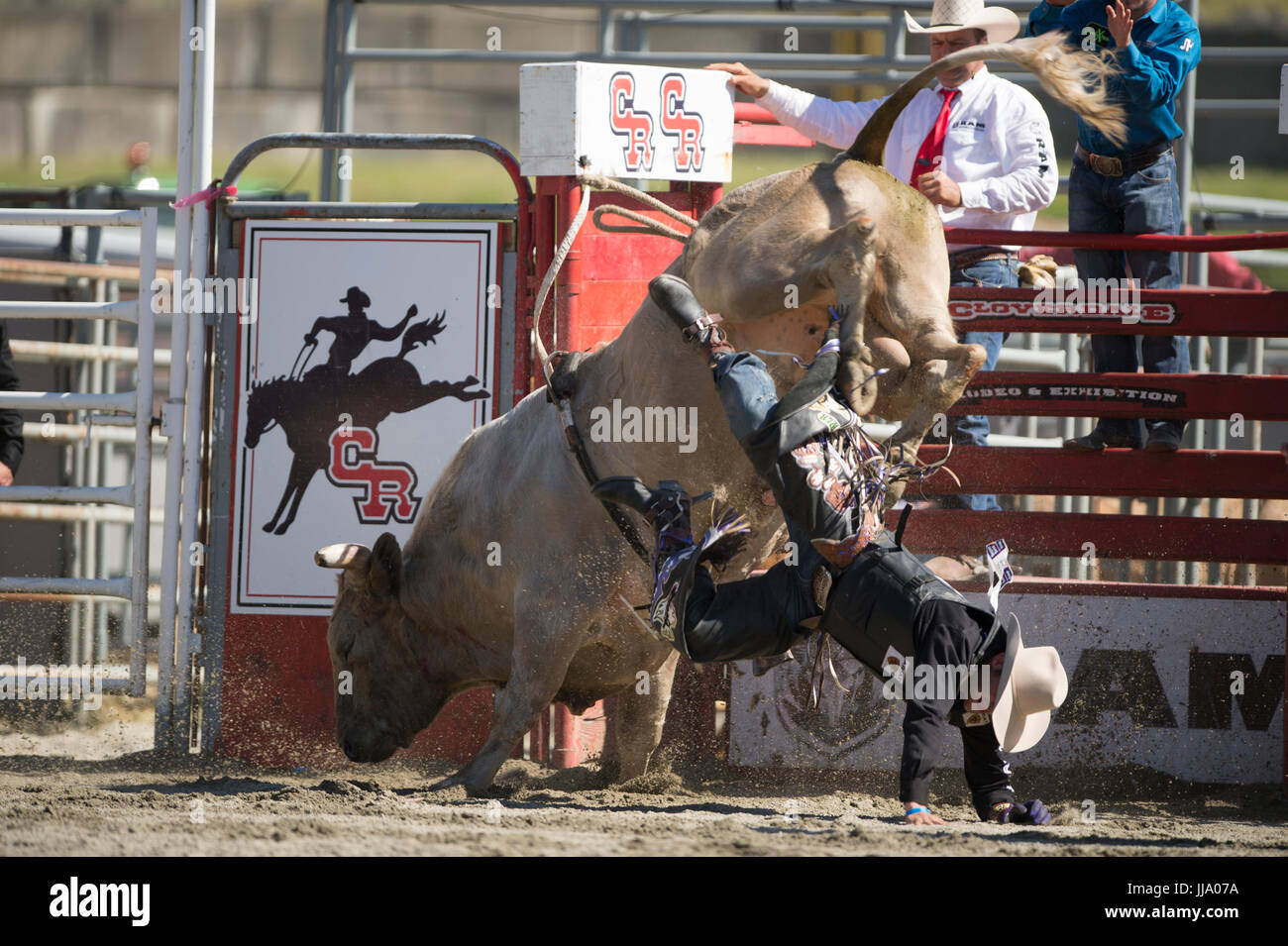 Cloverdale Rodeo bareback bull riding competition Stock Photo - Alamy