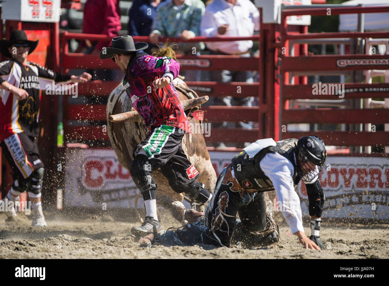 Cloverdale Rodeo bareback bull riding competition Stock Photo - Alamy