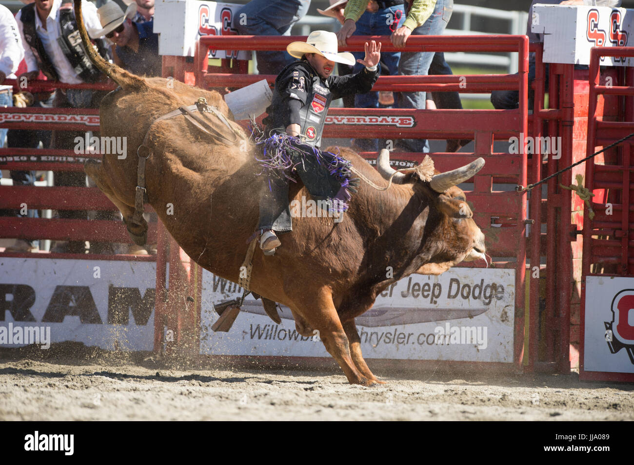 Cloverdale Rodeo bareback bull riding competition Stock Photo - Alamy