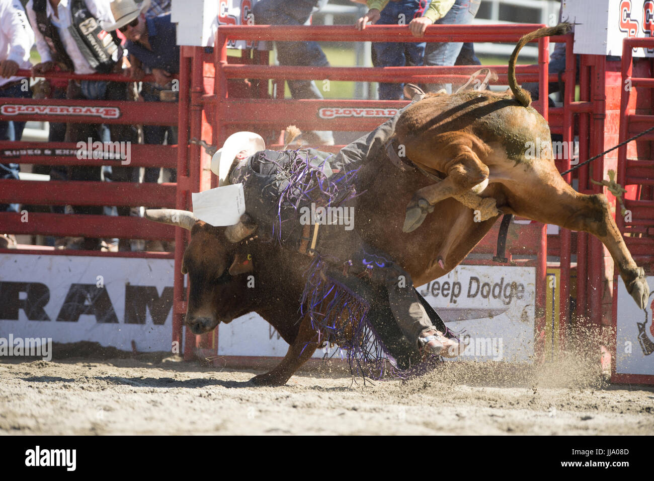 Cloverdale Rodeo bareback bull riding competition Stock Photo - Alamy