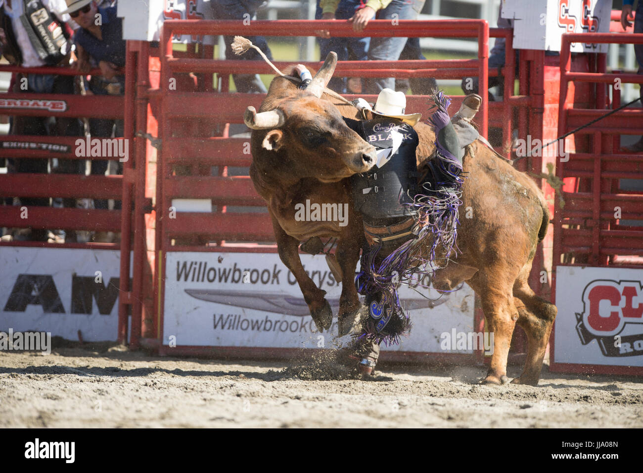 Cloverdale Rodeo bareback bull riding competition Stock Photo - Alamy