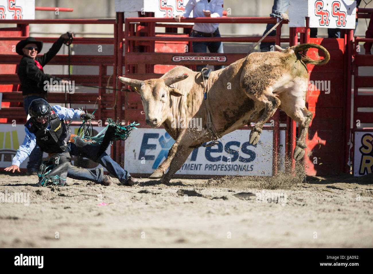 Rodeo Bull High Resolution Stock Photography and Images - Alamy