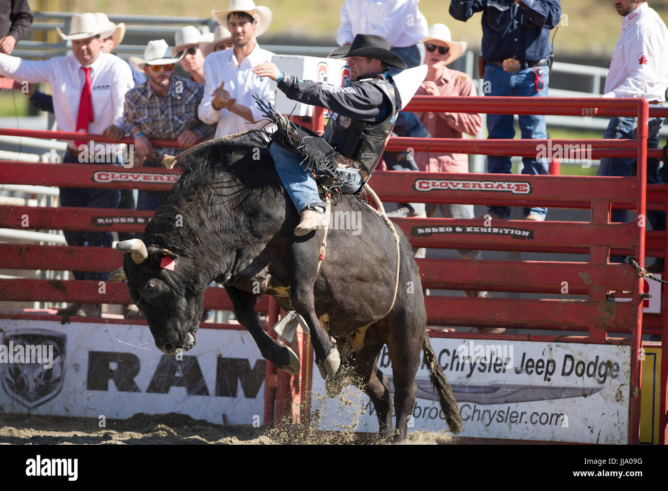 Cloverdale Rodeo bareback bull riding competition Stock Photo - Alamy
