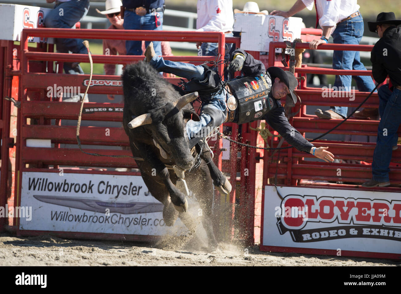 Cloverdale Rodeo bareback bull riding competition Stock Photo - Alamy
