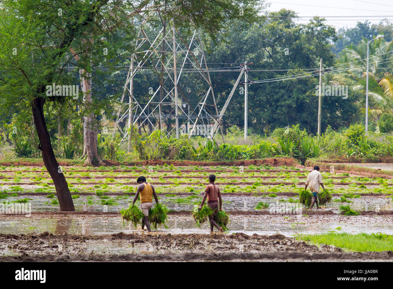 Indian men working on the field, Karnataka, India Stock Photo - Alamy
