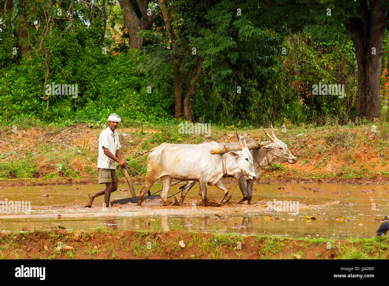 Indian man working on the field with the aid of bullocks, Karnataka ...