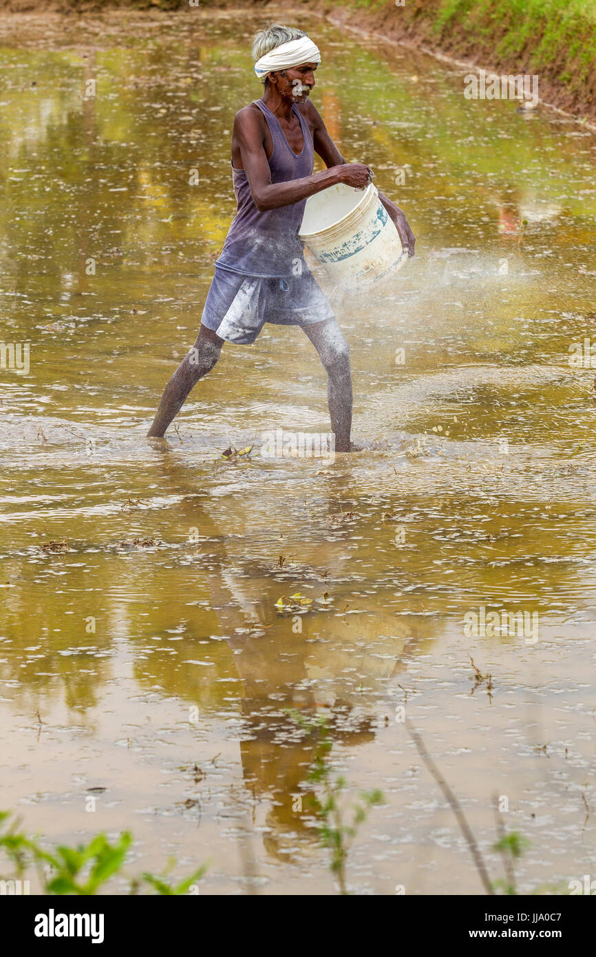 Old indian man working on the field, Karnataka, India Stock Photo - Alamy