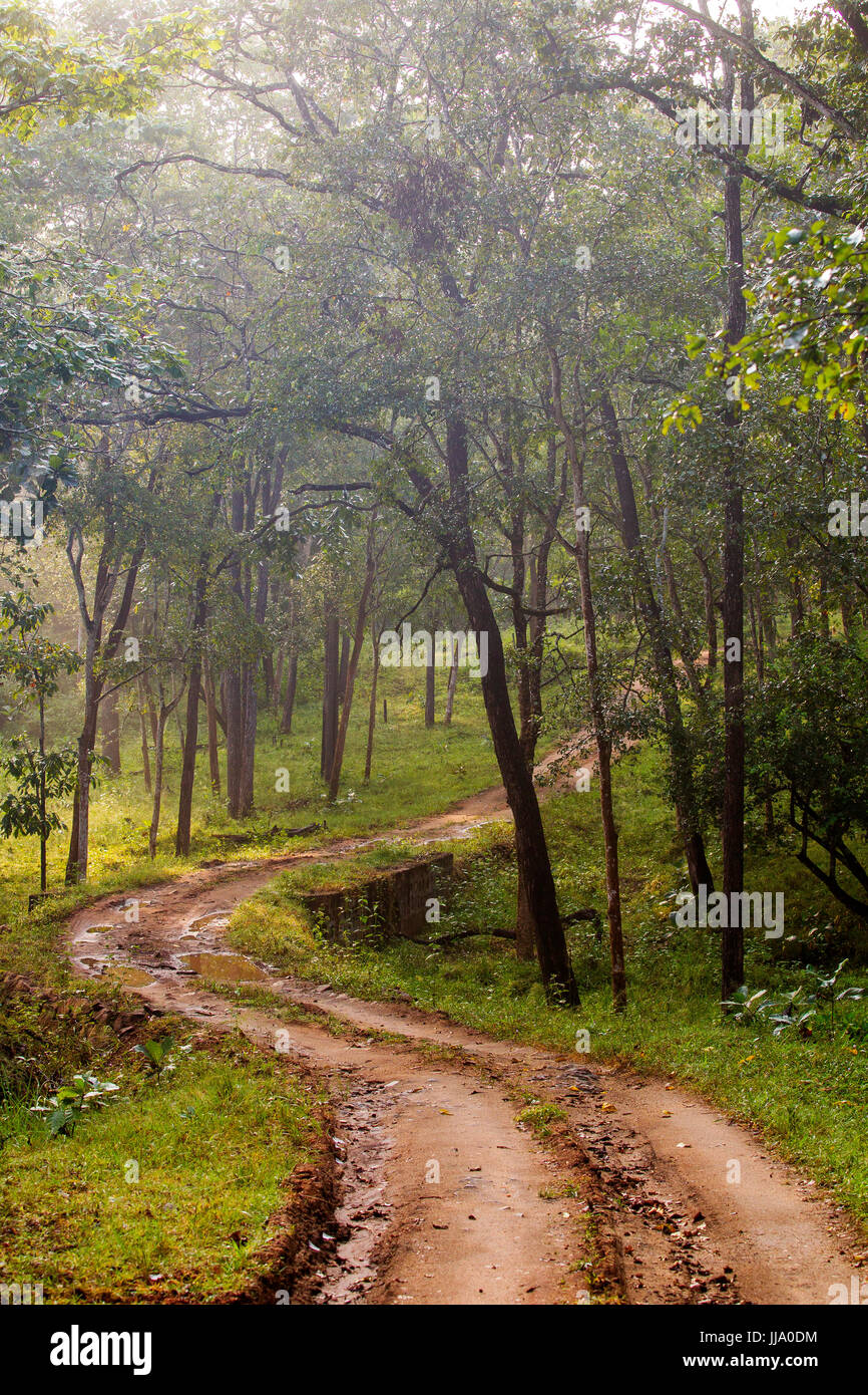 Narrow track going deep into the forest at Nagarahole National Park ...