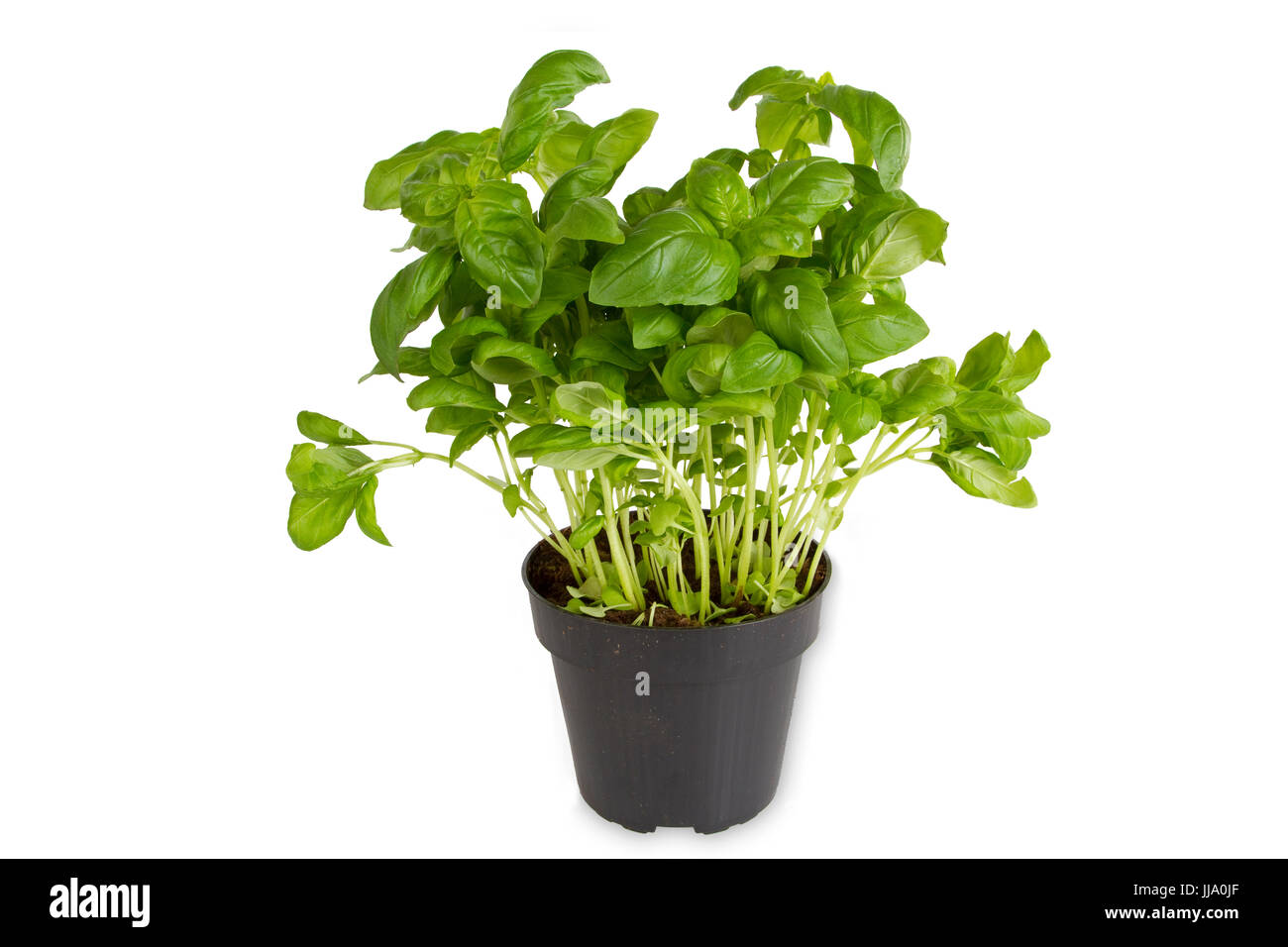 Fresh basil in pot isolated on white background Stock Photo - Alamy