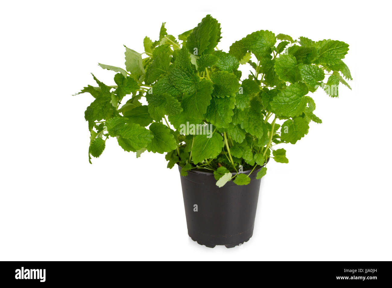 Fresh Peppermint in pot isolated on white background Stock Photo - Alamy
