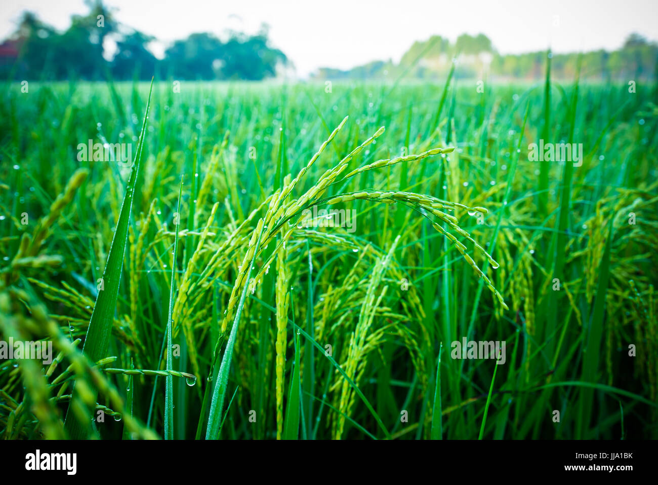 Paddy field, rice farm in Thailand Stock Photo - Alamy