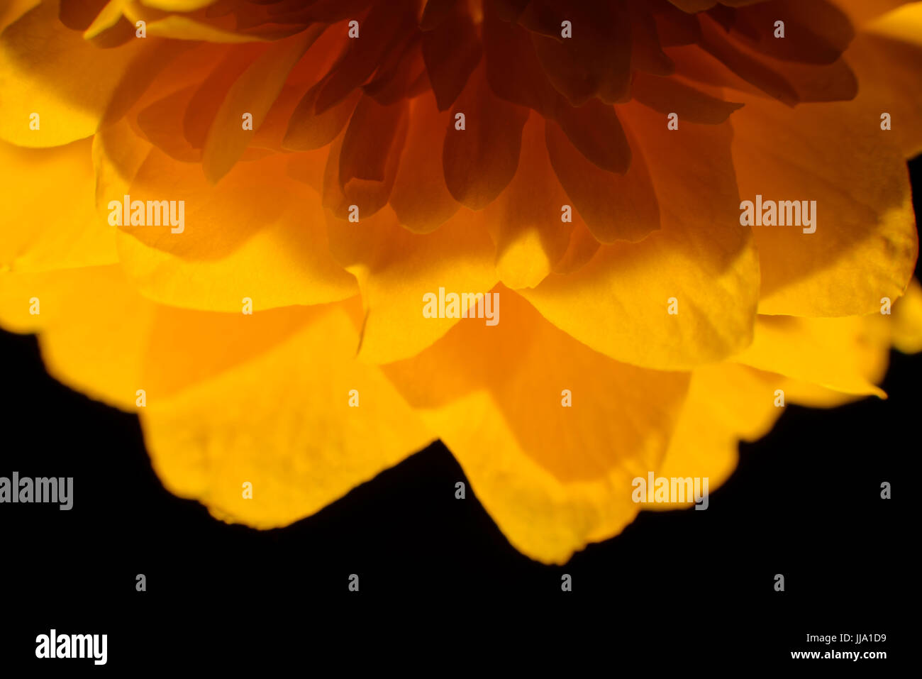 Close-Up Of Fresh Yellow Flower on Black Background Stock Photo - Alamy