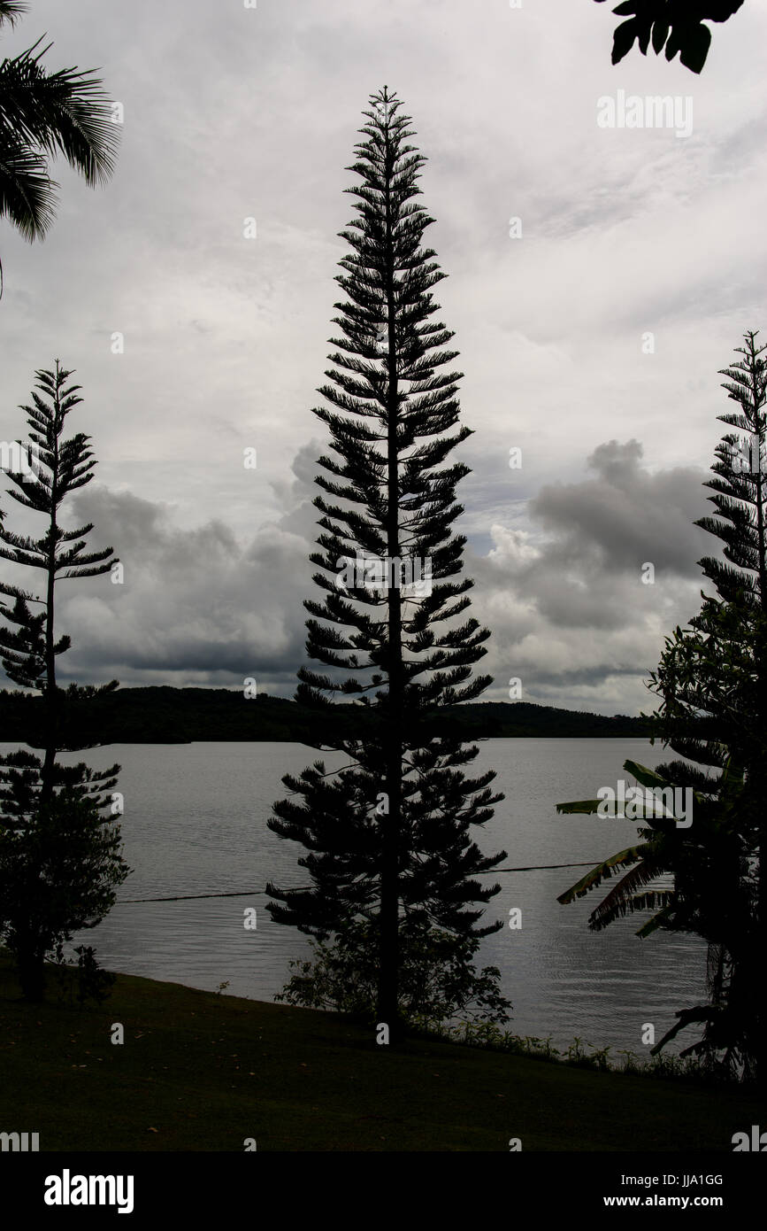 An oak near a lake, Philippines Stock Photo - Alamy