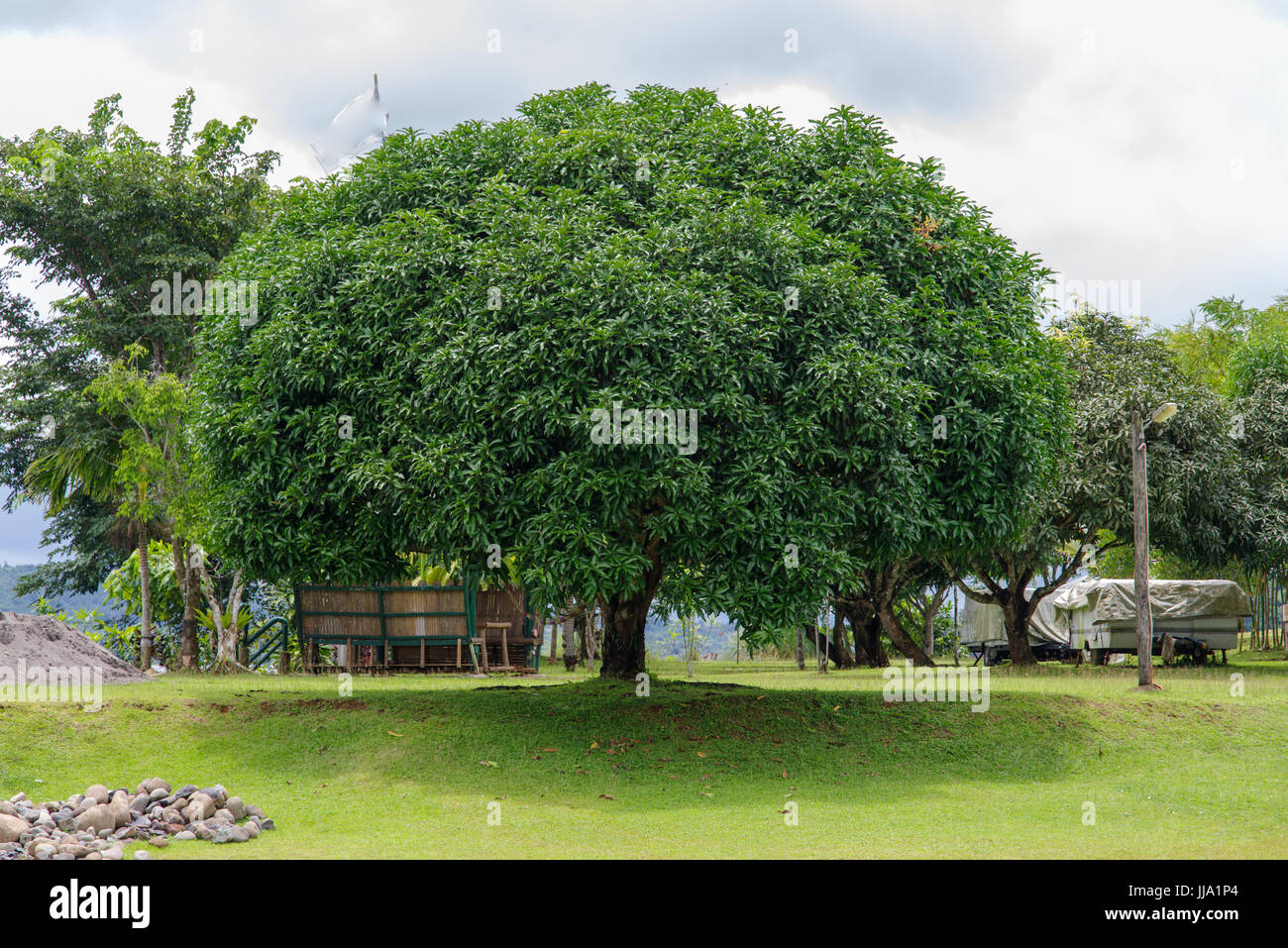 big tree on the garden, Philippines Stock Photo - Alamy