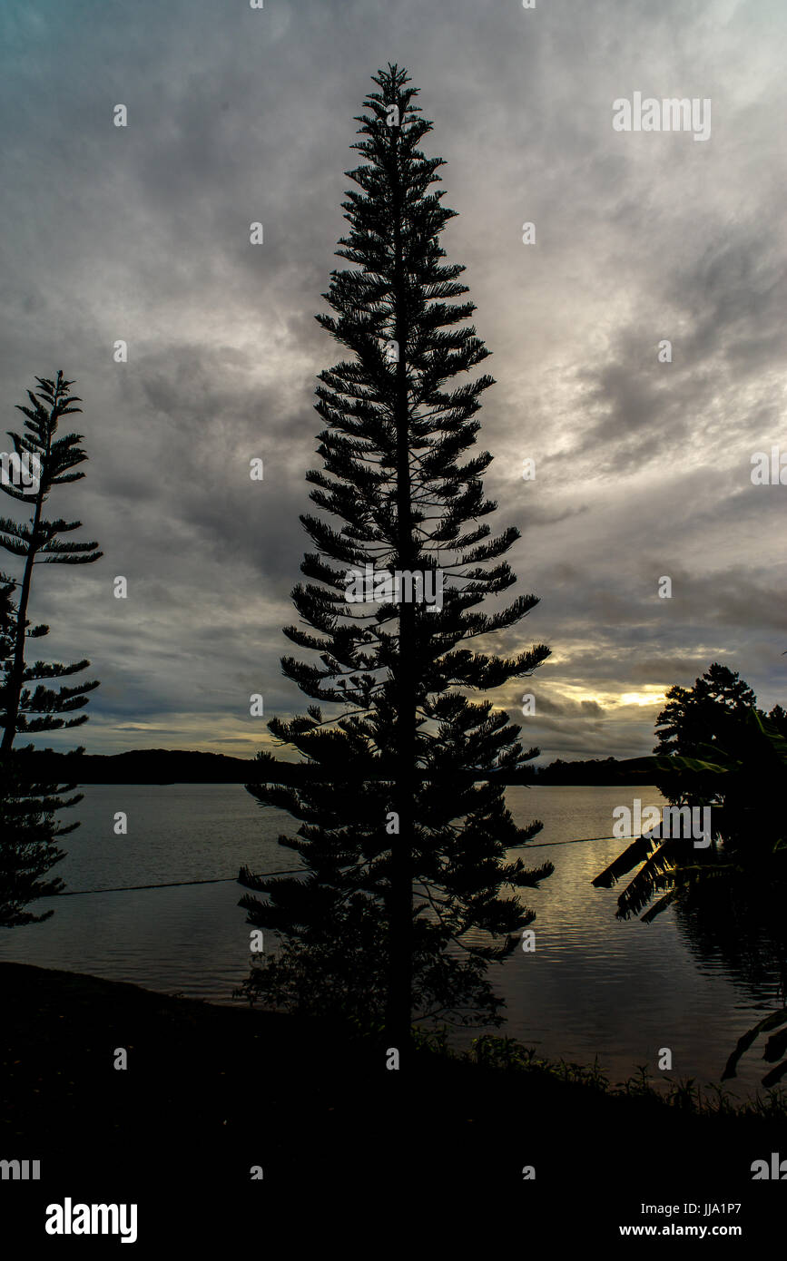 An oak near a lake, Philippines Stock Photo - Alamy