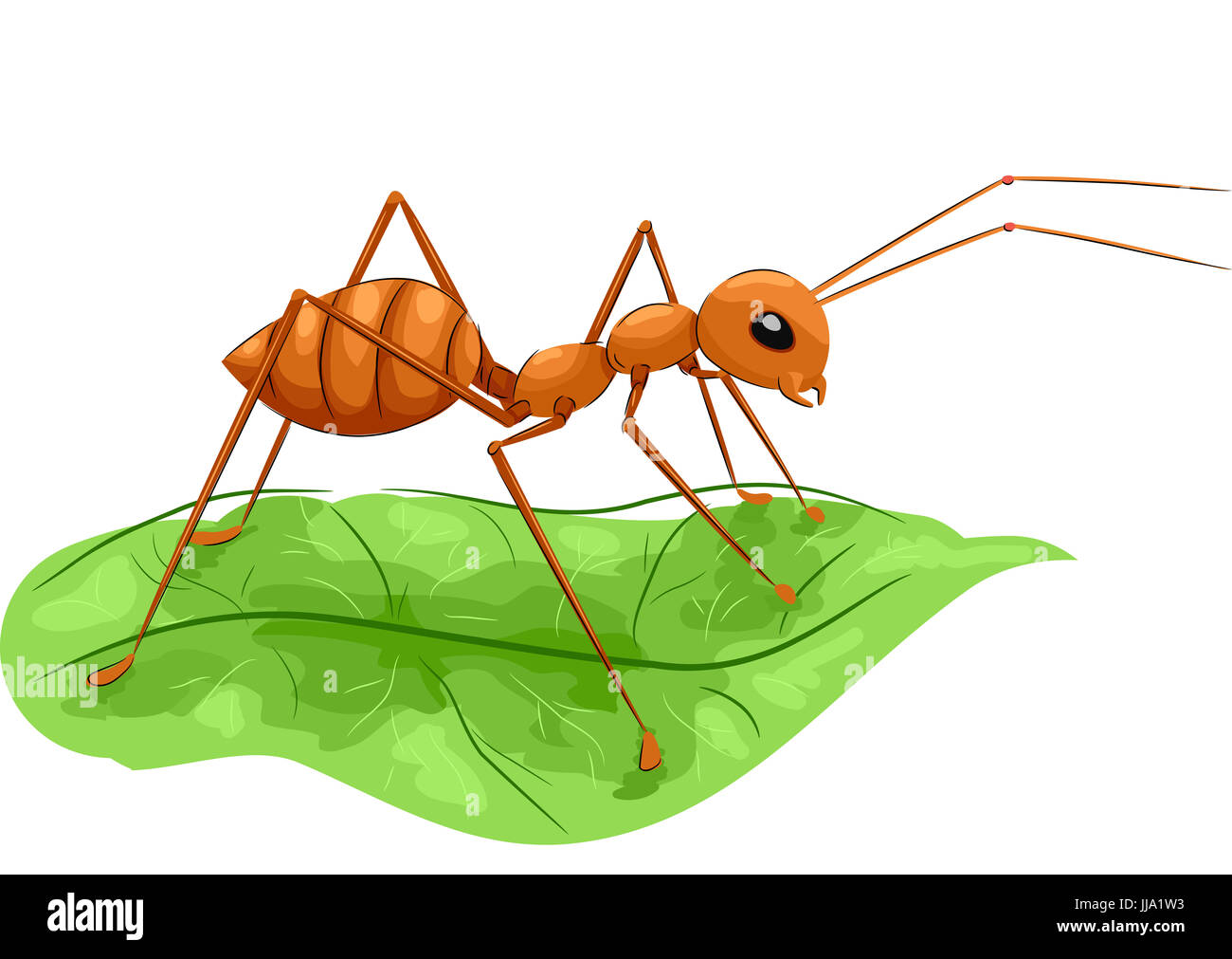Ant standing hi-res stock photography and images - Alamy