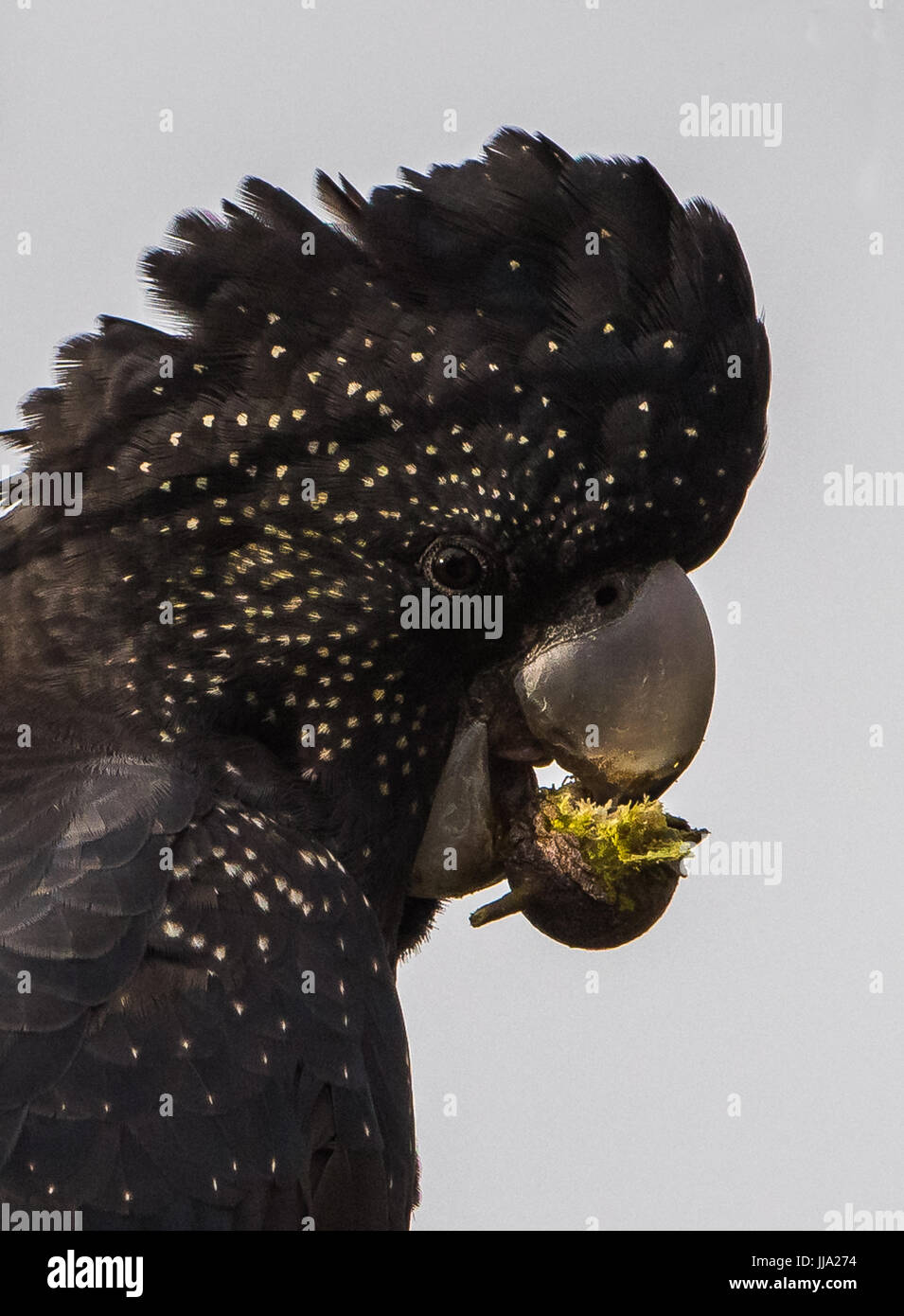 Nut case hi-res stock photography and images - Alamy