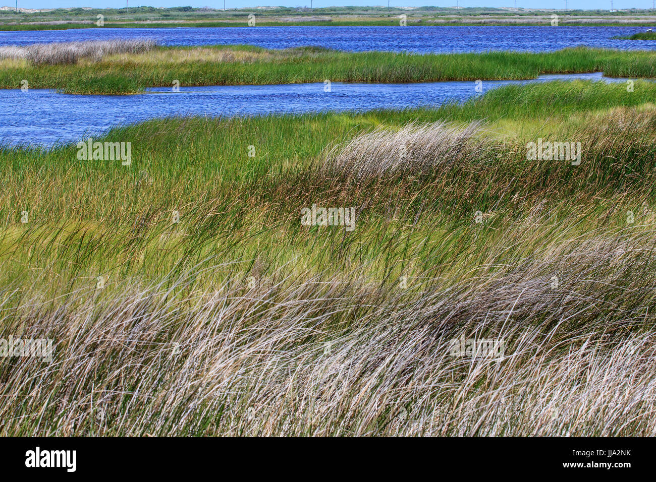 Salt water Tidal Marsh Estuary with marsh grass and blue salt water ...