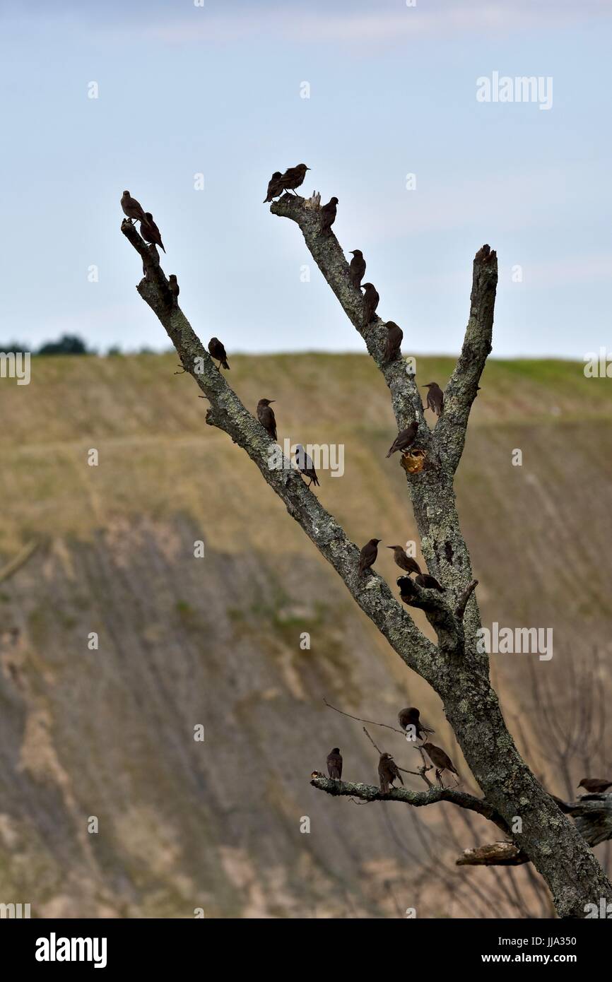 Common blackbirds (Turdus merula) perched on a dead tree branch Stock ...