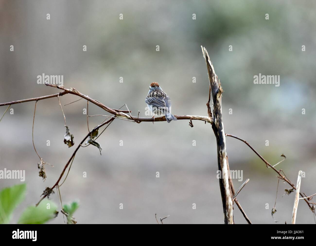chipping sparrow (Spizella passerina Stock Photo - Alamy