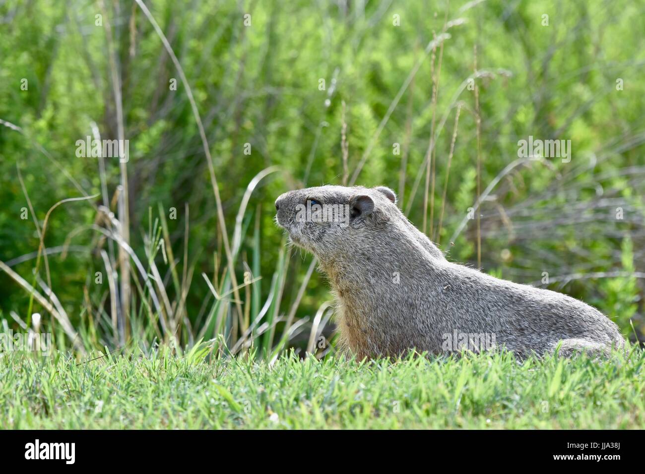 Groundhog (Marmota monax) also knows as a woodchuck Stock Photo - Alamy
