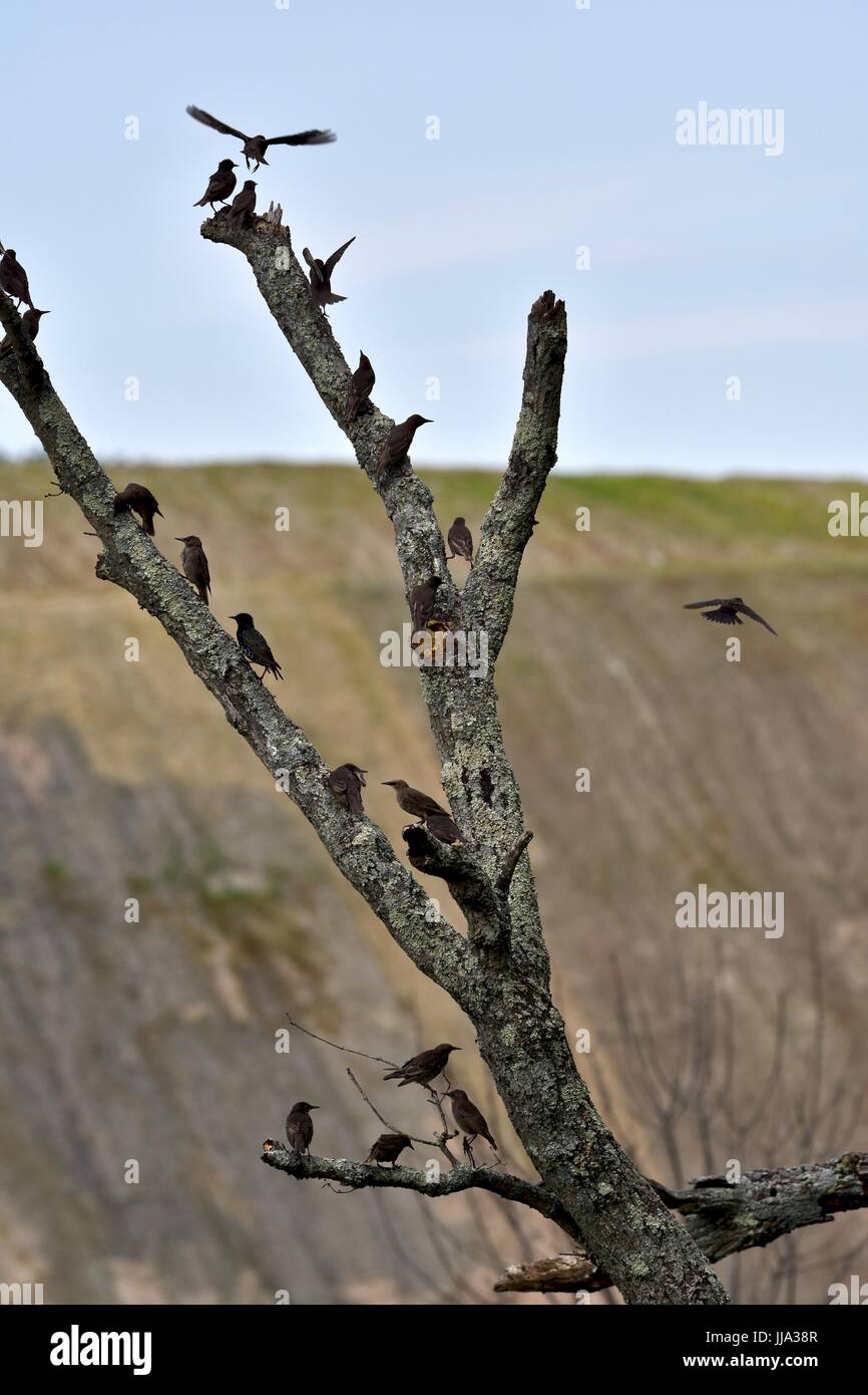 Common blackbirds (Turdus merula) perched on a dead tree branch Stock ...