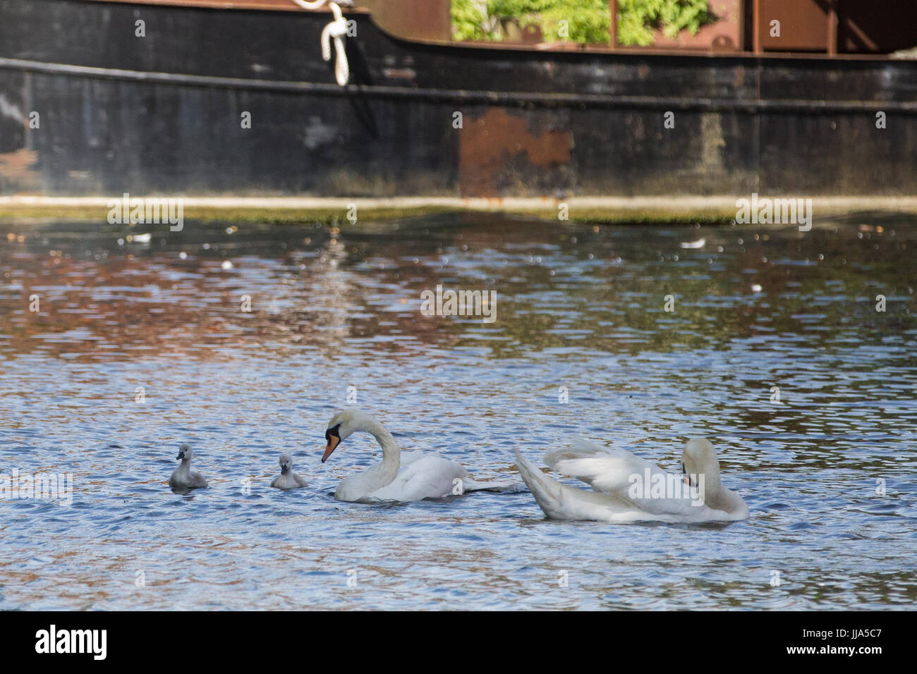 Annual counting of swans hi-res stock photography and images - Alamy